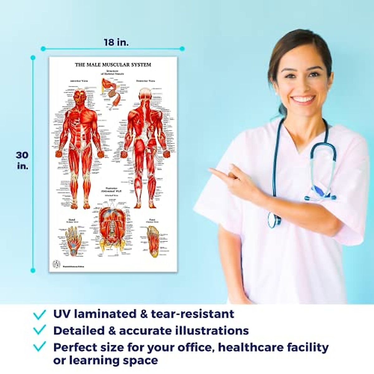 THE ART OF SCIENCE 2-Pack Muscular System Posters - Male and Female Muscle System Models - Human Anatomy Posters, Medical Posters, Human Body Posters - Laminated - 18x30