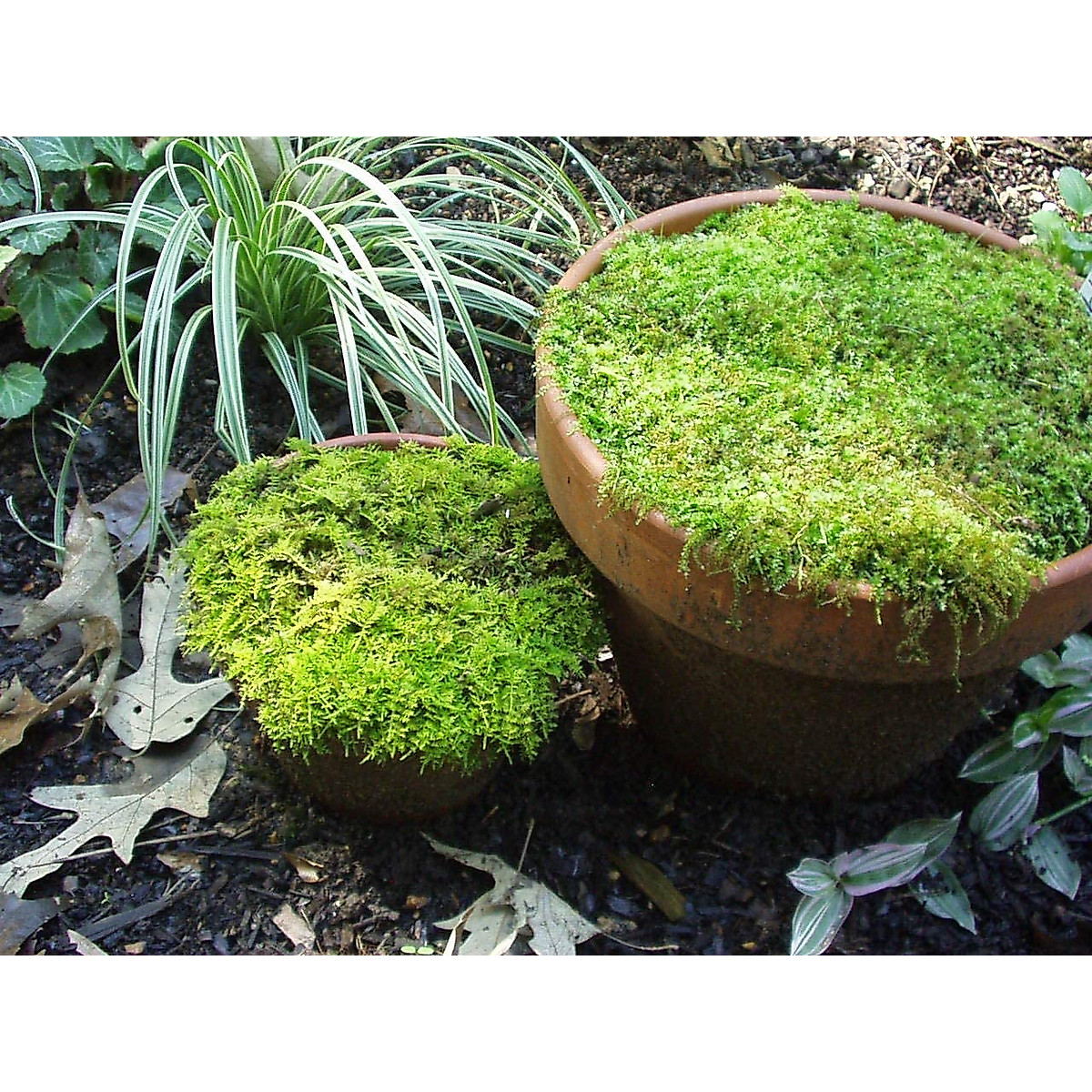 Living Mixed Moss Perfect for terrariums, Bonsai and kokedamas 9"x12" Sheet