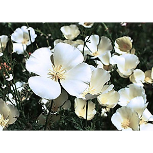 Ivory Castle White California Poppy Seeds for Planting, 1000+ Seeds Per Packet, (Isla's Garden Seeds), Non GMO & Heirloom Seeds, Scientific Name: Eschscholzia californica, Great Home Garden Gift
