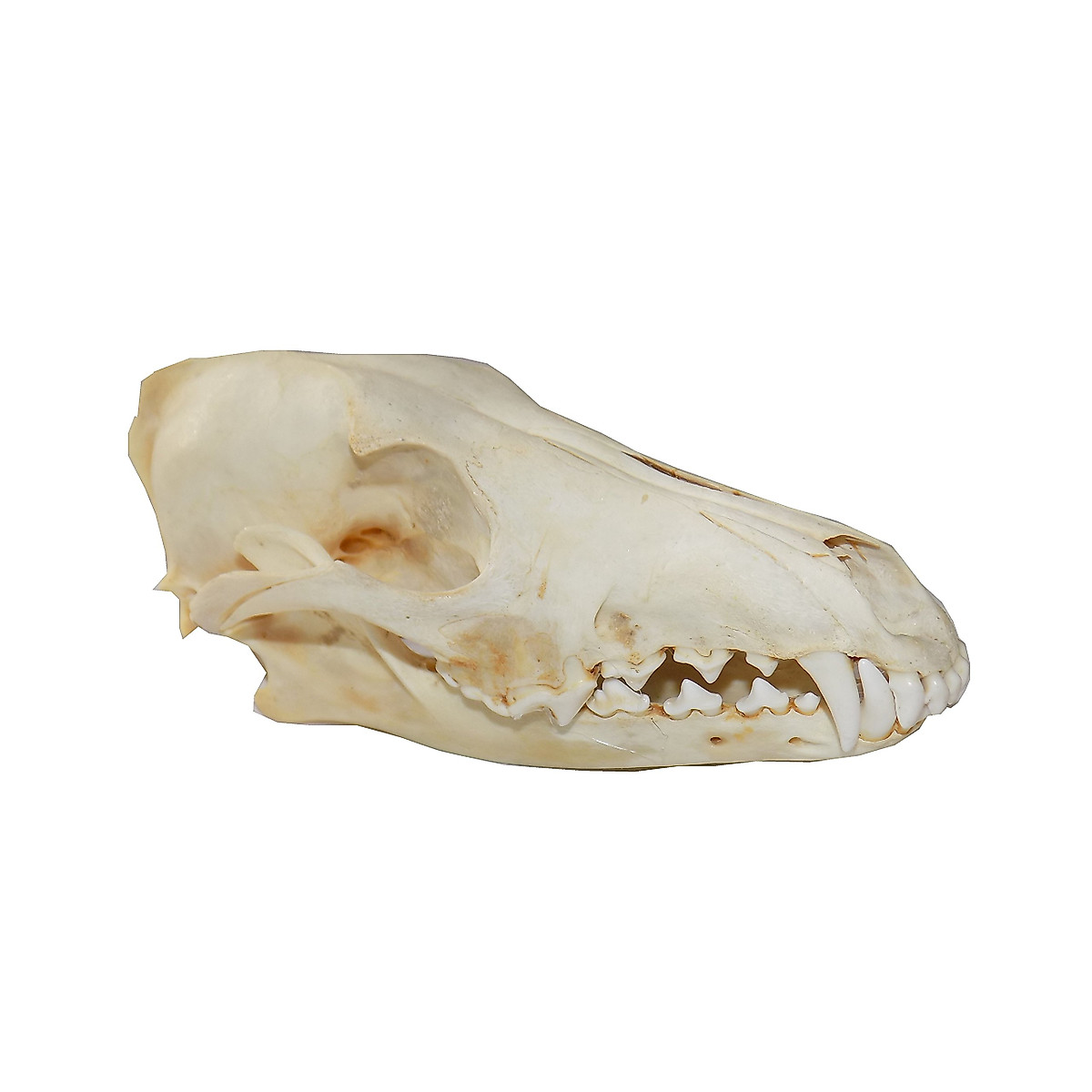 Real Coyote Skull (Cleaned and Assembled Adult American Coyote Skull)
