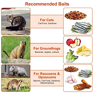 Moclever Live Animal Cage Trap Humane Cat Trap Cage Catch Release Live Animal Rodent Cage Collapsible Galvanized Wire for Rabbits, Stray Cat, Raccoon, Groundhogs, Mole,Gopher,Opossum-30.5X11.81X11 in