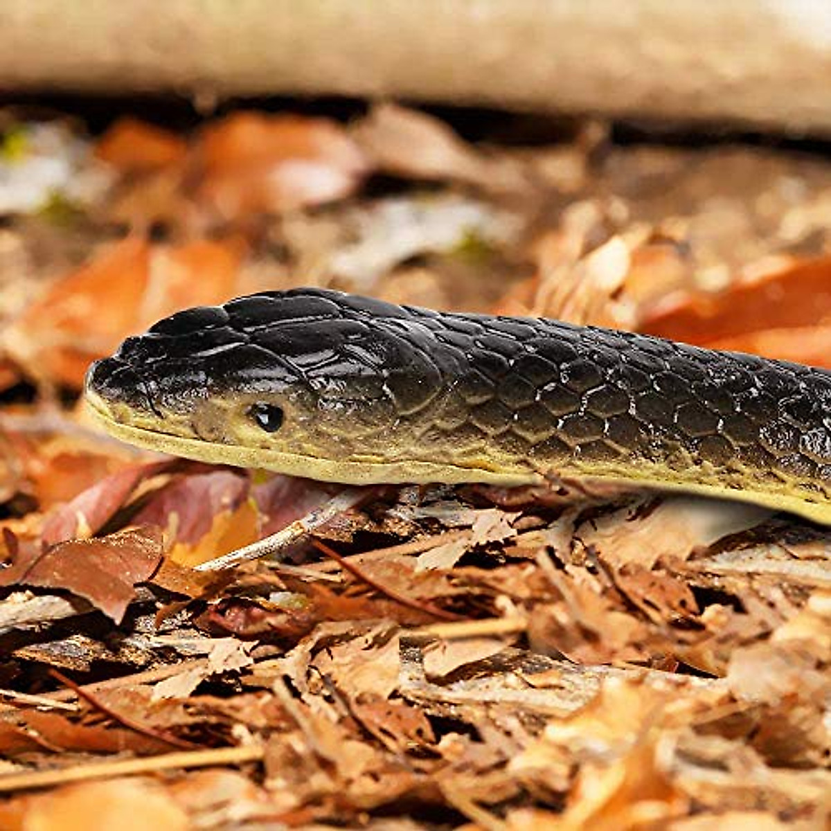 FOUUA Realistic Rubber Snake 2Pcs, Scary Fake Snake Large Black Mamba Snake Toy for Garden Props, Pranks, Halloween Decoration, Keep Birds Away (52 Inch)