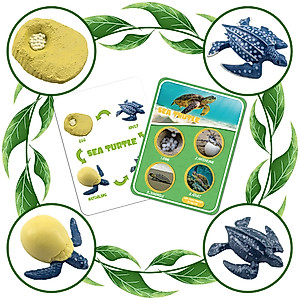 Life Cycle Figures of Frog, Chicken, Sea Turtle, Butterfly, Wasp, Locust, Science Toys kit, Animal Figures for Kids Age 3-12