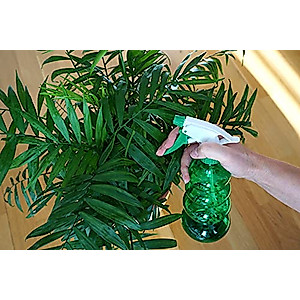 American Plant Exchange Live Chamaedorea Elegans Plant, Parlor Palm Tree, Neanthe Bella Palm Tree, Plant Pot for Home and Garden Decor, 6" Pot