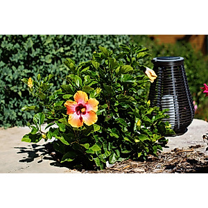 Fiesta Hibiscus Bush - Live Hibiscus Flowering Plant - Tropical Flower Plant - 1 Gallon Planter - Overall Height 10" to 14" - Tropical Plants of Florida (Plant Only)