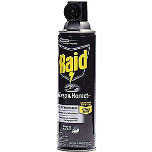 Raid Wasp Hornet Killer Spray (14 Ounce (Pack of 1)