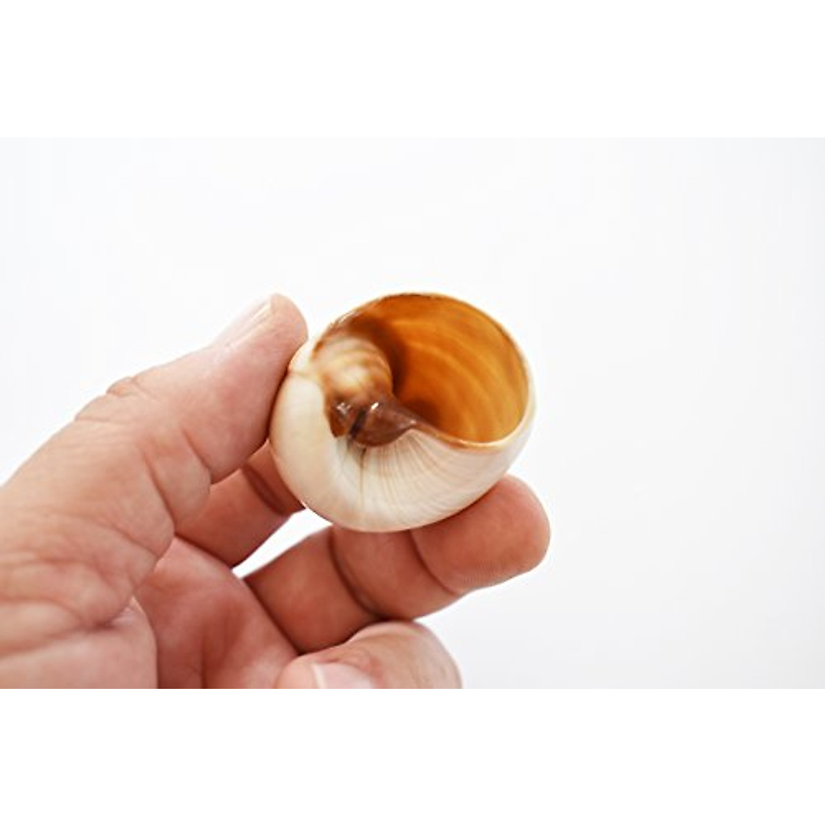 Set of 35 Hermit Crab Shells Assorted Changing Seashells Small 1/2"-2" Size (Opening Size 1/4" - 1") Mega Pack