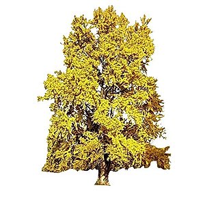 Ginkgo Biloba / Maidenhair Tree Seeds Tree Seed Pack, Ginko, Ideal For Bonsai 10