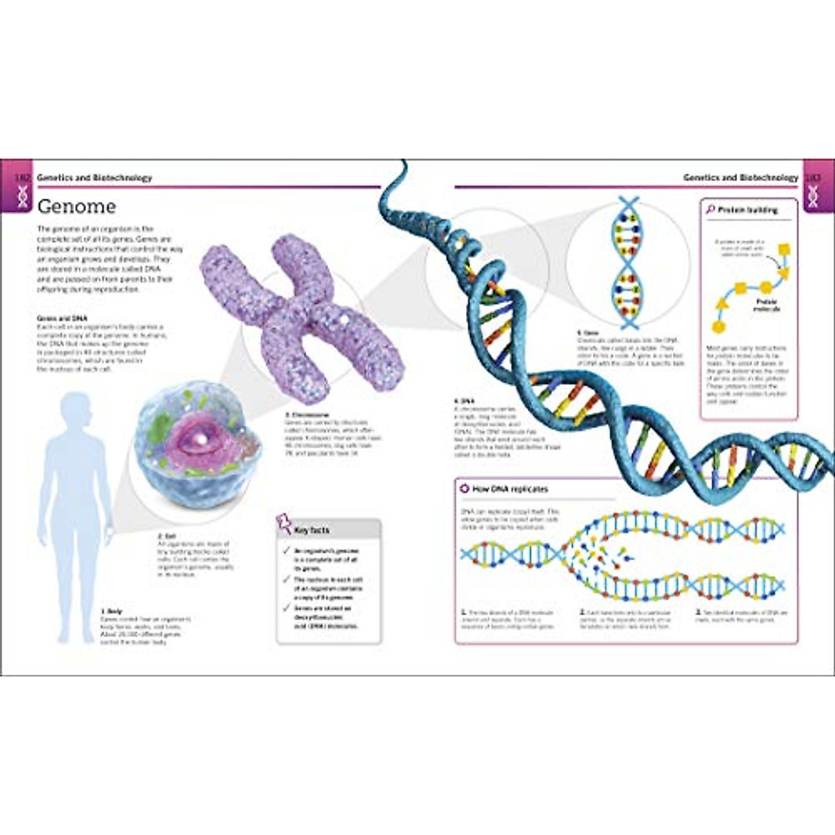 Super Simple Biology: The Ultimate Bitesize Study Guide (DK Super Simple)