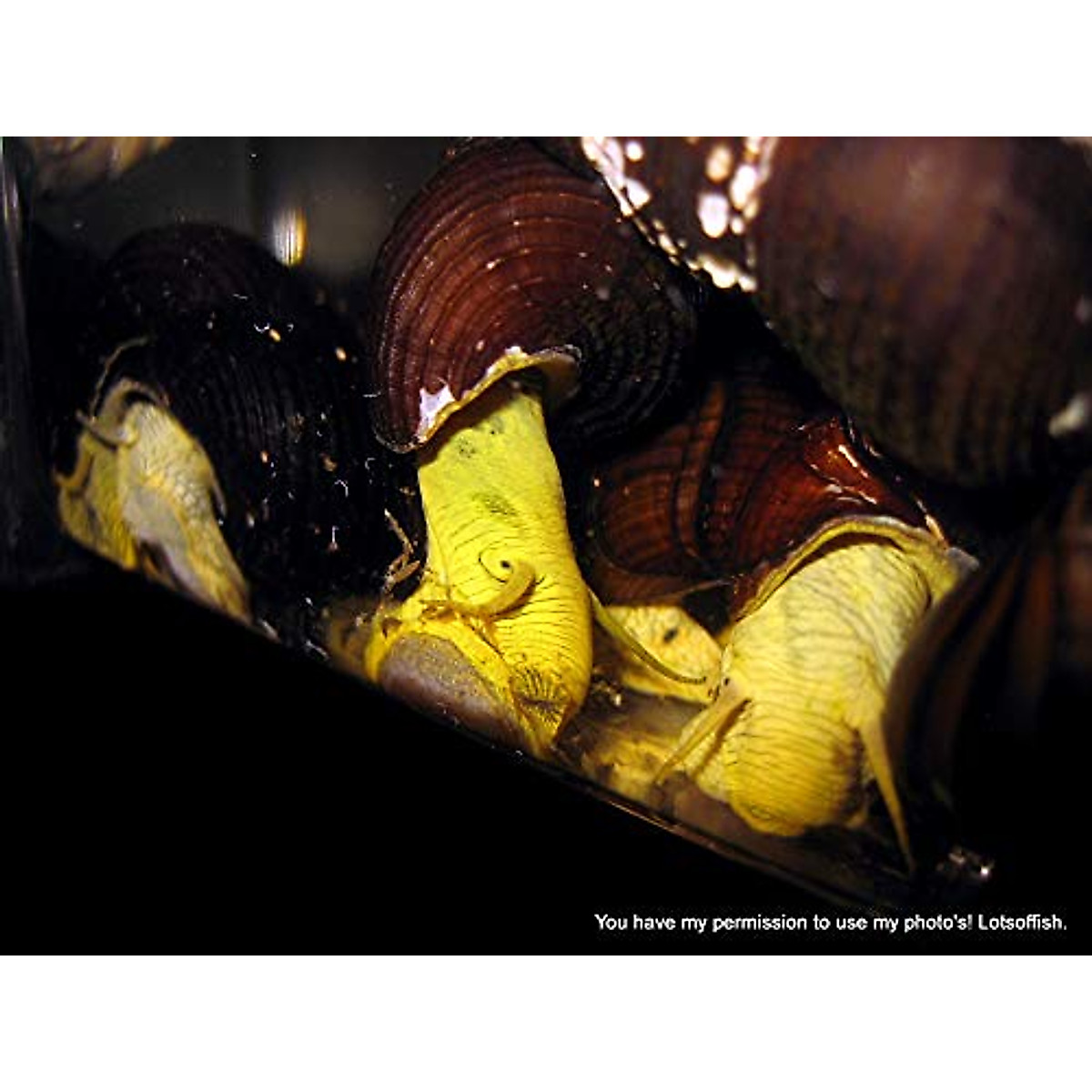 Family of (6) Assorted Rabbit Snails 1-2" Freshwater Live Snail for Fish Tank Aquarium Tylomelania