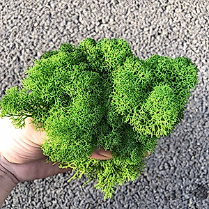 prefleur Preserved Reindeer Craft Moss Natural Green DIY Kit Terrariums Gardenning Art Wall Florist Decor Easter Table Decor Wedding Decor (3 OZ)(Green-02)