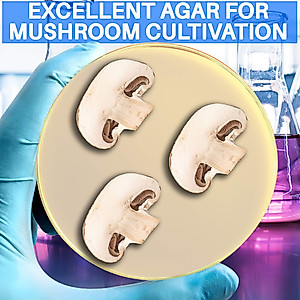 Malt Extract Agar Powder 100g by Evviva Sciences, Can Make Over 100 Agar Petri Dishes, for Mold & Fungus, Ideal for Mushrooms & Science Projects