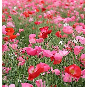Shirley Single Mix Poppy Flower Seeds for Planting, 3000+ Flower Seeds Per Packet, (Isla's Garden Seeds), Non GMO & Heirloom Seeds, Scientific Name: Papaver rhoeas, Great Home Garden Gift