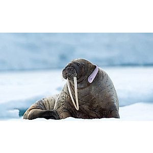 WARATECH IVORY1 9000mAh 9-18 Hour Battery, Personal Bladeless Neck Fan, Wearable Hands Free Portable Neck Fans, 3 Speeds, Rechargeable Portable Neck Cooling Fan for Outdoor/Indoor use, White.