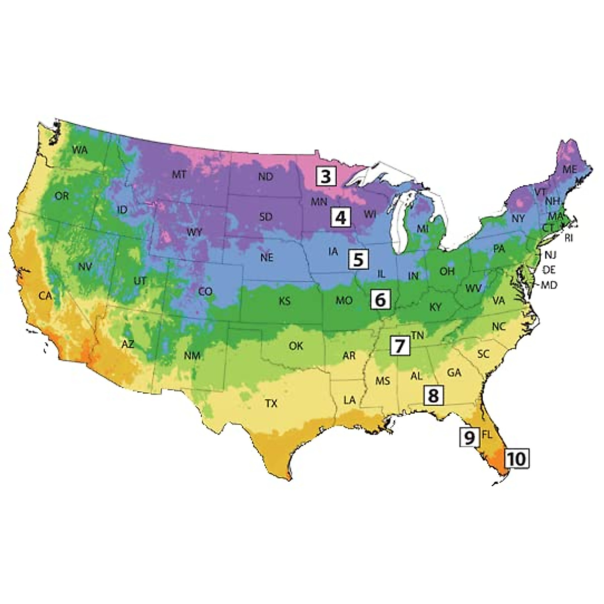 Powder Blue Rabbiteye Blueberry - 1 Gallon Trade Pot, 2'ft Tall - Established Roots Potted Plant - No Ship California - (V. Corymbosum x V. Ashei), Fast Growing Tree, Easy Care Fruit Tree