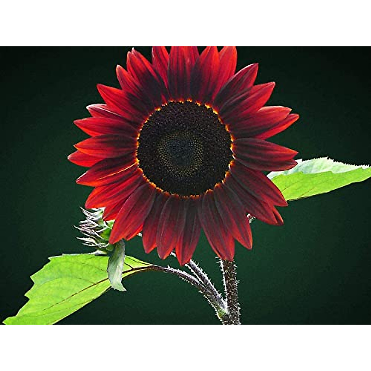 100+ Chocolate Sunflower Seeds for Planting - Attractive and Easy to Grow - Made in USA