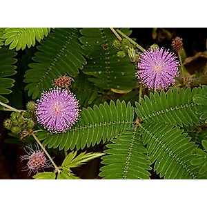 NIKA SEEDS - Flowers Sensitive Plant Pink (Mimosa) - 25 Seeds