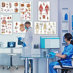 11 Human Anatomy Posters - Medical Posters, Skeletal, Male Female Muscular, Circulatory, Lymphatic, Reproductive, Nervous, Digestive, Endocrine, Respiratory Systems, Health Posters -18x30