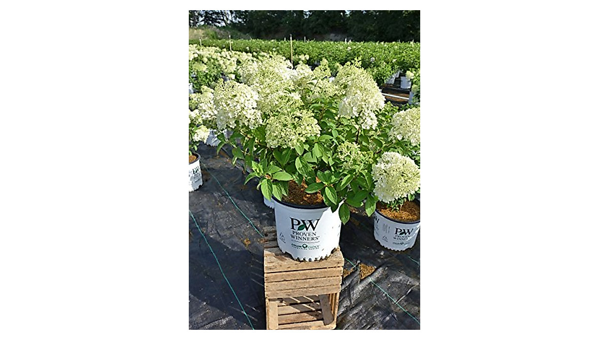Proven Winners Bobo Hydrangea - Compact Panicle Shrub with White to ...
