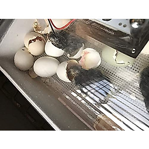 White Face Black Spanish Fertile Chicken Hatching Eggs, Fertile Eggs