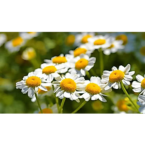 Gaea's Blessing Seeds - Feverfew Seeds - Non-GMO Seeds with Easy to Follow Planting Instructions - Open-Pollinated High Yield Heirloom 91% Germination Rate