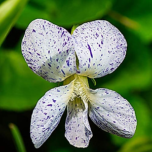 Outsidepride Viola Freckles Garden Flowers for Containers, Hanging Baskets, & Window Boxes - 50 Seeds