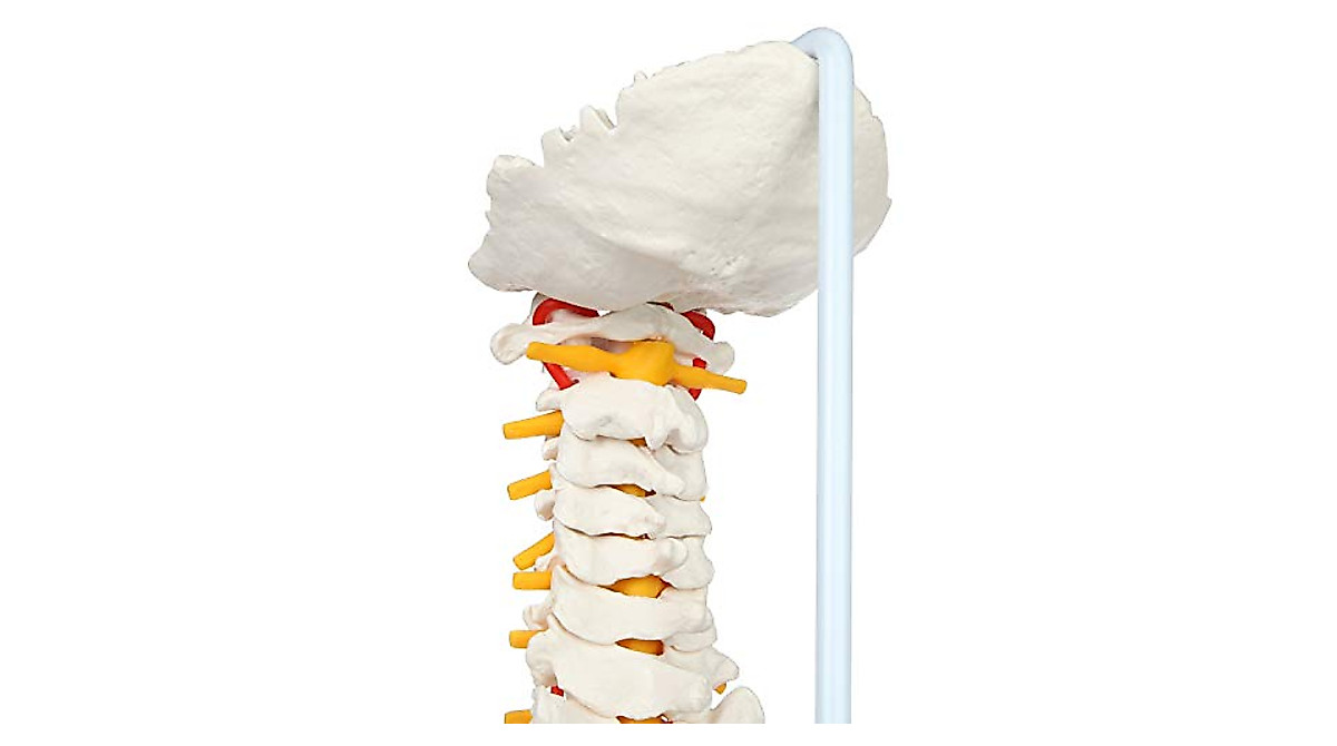 Detailed Full Size Flexible Spine Model for Medical Education and ...