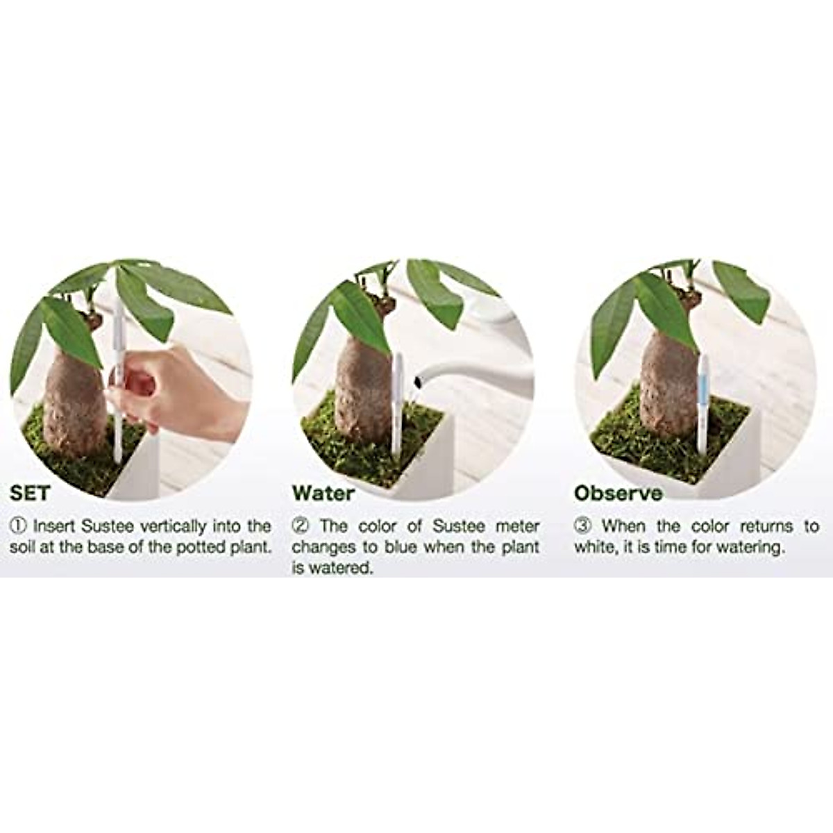Sustee Aquameter (2 Green, Medium) - Plant Soil Moisture Meter, Monitor, Probe, Indicator - Best for Potted Plants - Package of 2 Sensors