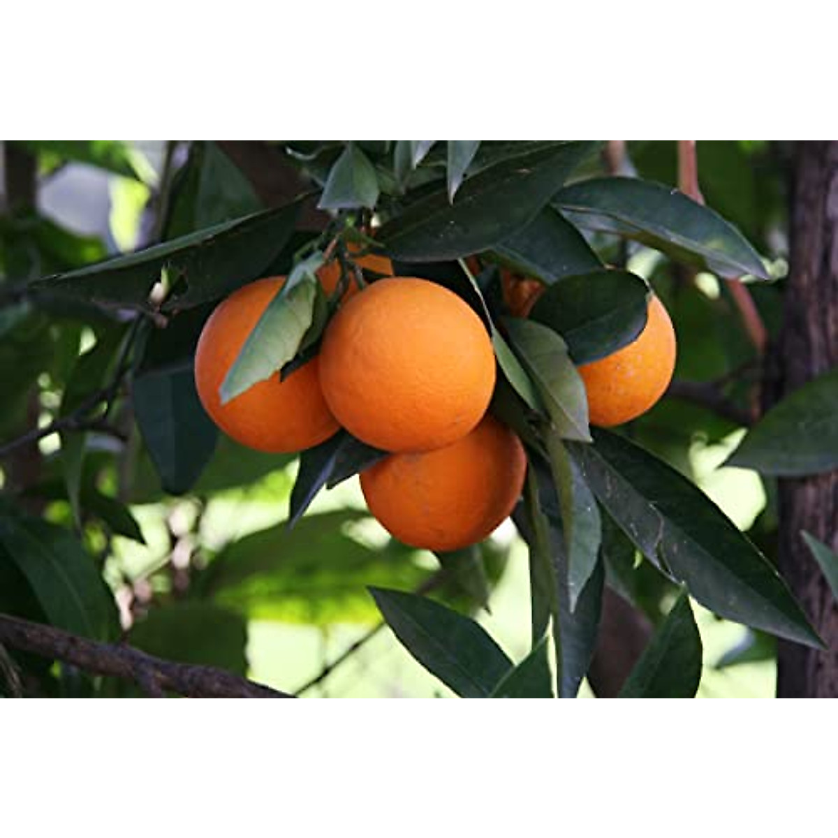 10 Hardy Orange Bonsai Tree Seeds - Cold Tolerant Citrus Seeds with High Germination and Vigor