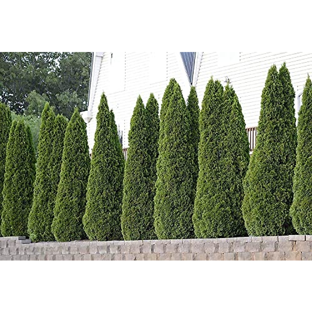 Arborvitae Emerald Green | 3 Live Gallon Size Trees | Thuja ...
