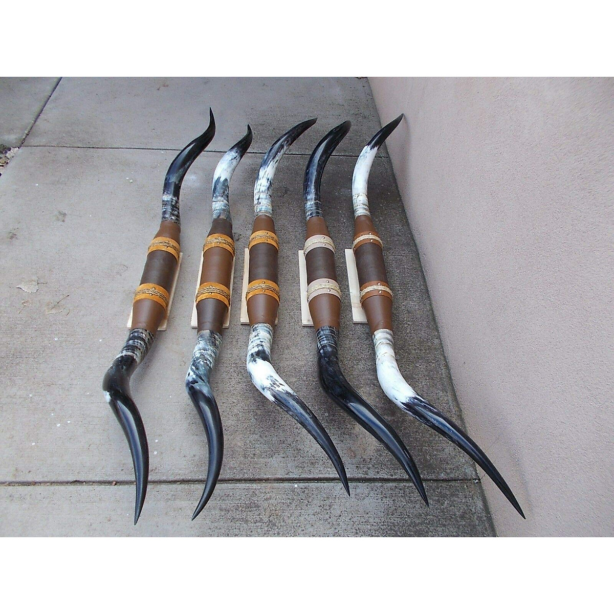 XXL Mounted Steer Cow Bull Texas Long Horns (One Set Only) Longhorn 5' 5" to 5' 11"