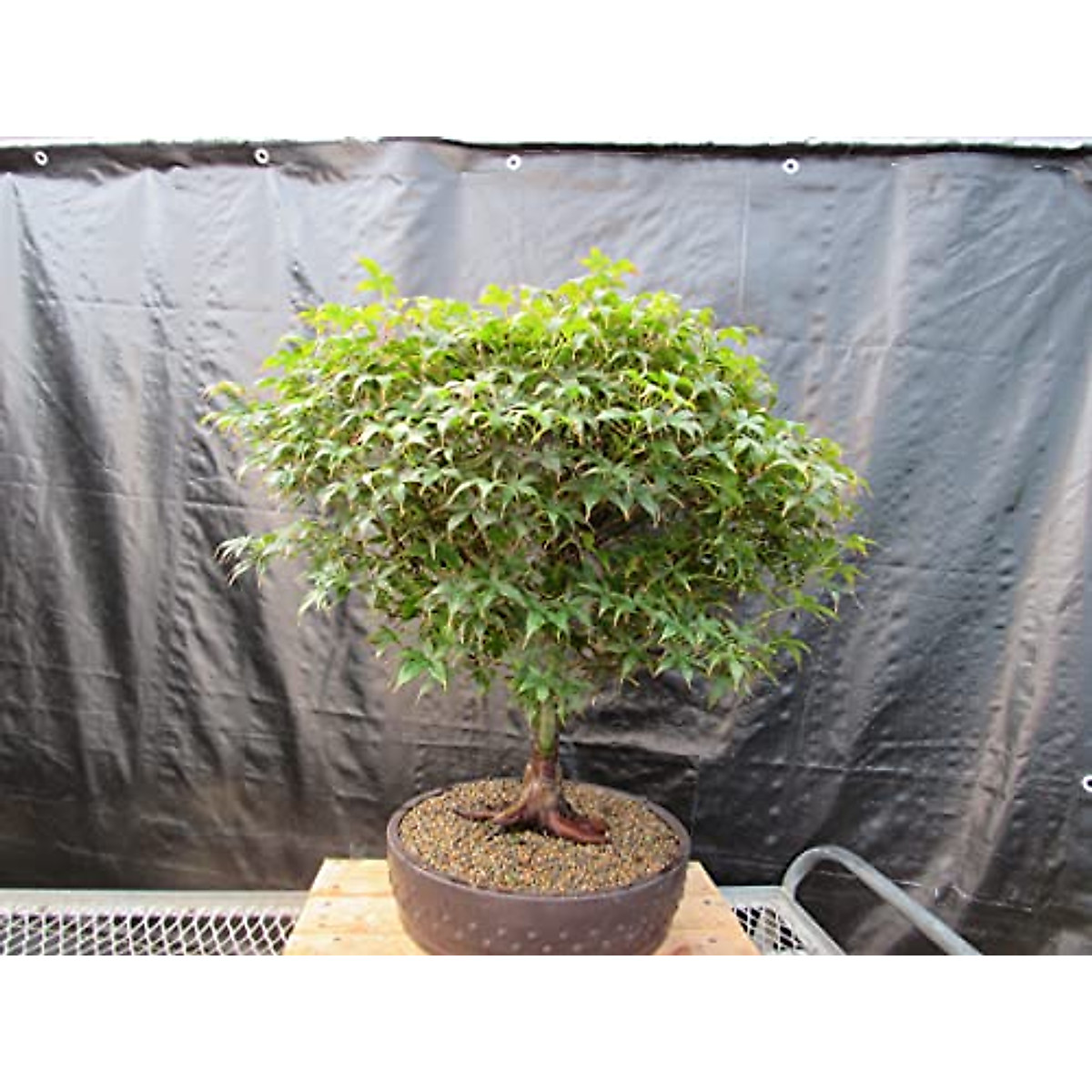 51 Year Old Rhode Island Red Japanese Maple Bonsai Tree