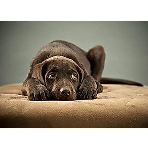 MY LUCKY PETS LLC Dog Stress Bites - Dog Relaxant - STESS and Anxiety Relief Calmer - Advanced Platinum Formula - Valerian Root for Dogs - 1 Bottle (90 Chewable Tablets)