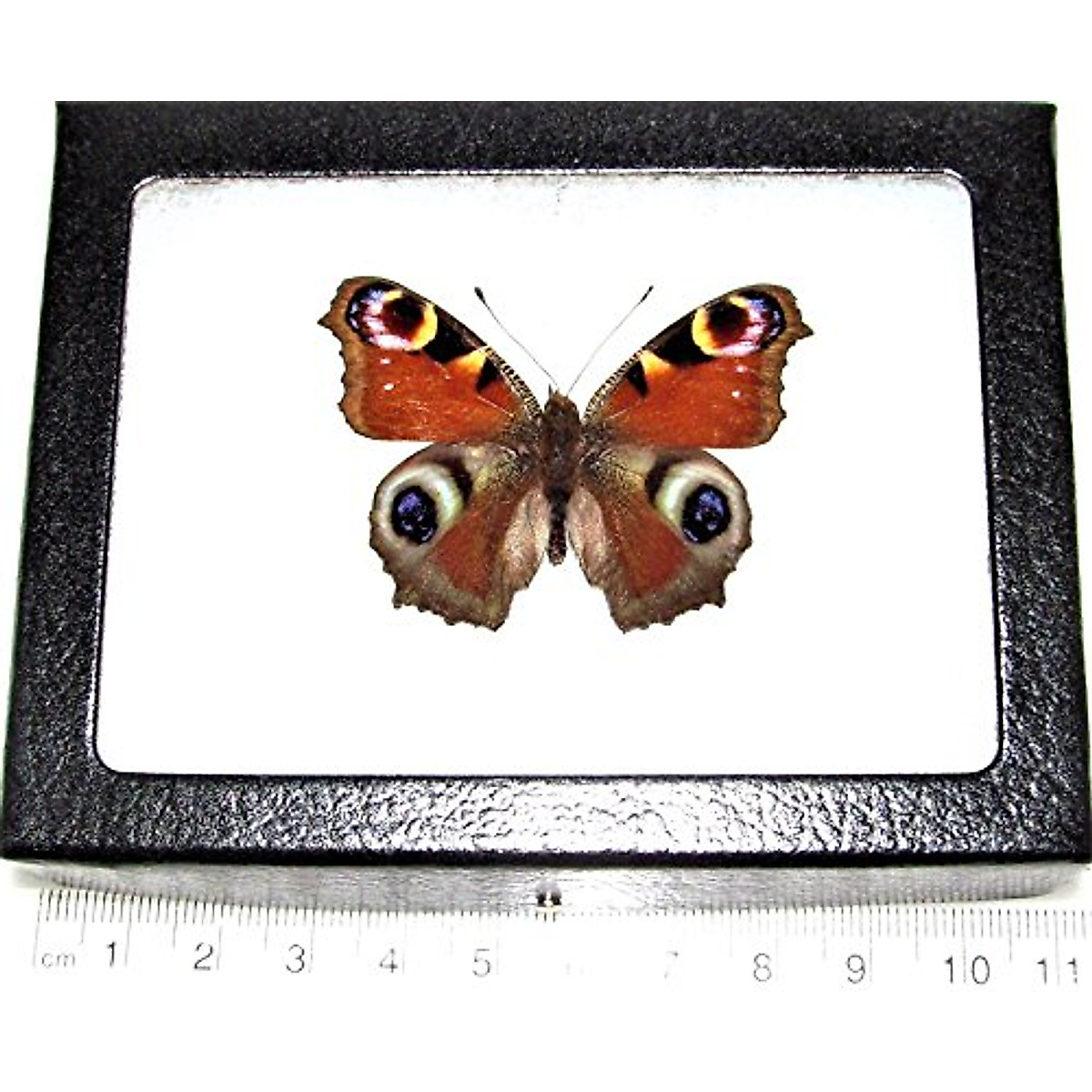 BicBugs Inachis io Real Framed Butterfly RED Purple Blue Buckeye Europe