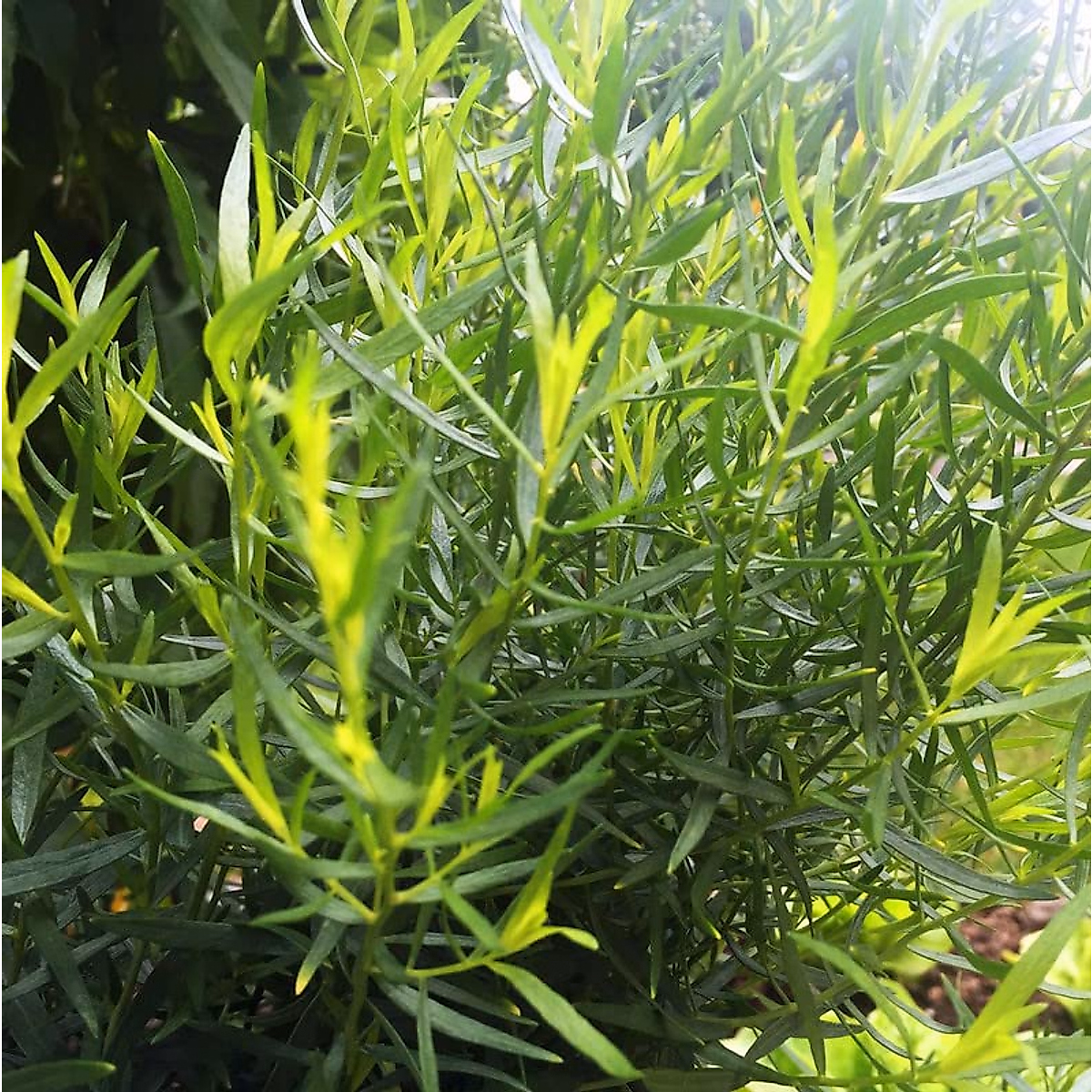 French Tarragon Plant Live, Tarragon Herbs in 3.5 Inc Pot Planting Ornaments Perennial Garden Simple to Grow Pots Gifts