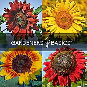 Sunflower Seeds for Planting Flowers (8 Pack) - Velvet Queen, Skyscraper, Lemon Queen, Giant , Autumn Beauty, Chocolate Cherry, Dwarf Sunspot and Mammoth Bulk Outdoor Flower Garden by Gardners Basics
