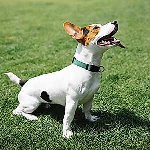 AUDWUD Thick Nylon Collar,Classic Adjustable Dog Collar in Multiple Colors,Suitable for Small, Medium and Large Dogs,4 Sizes