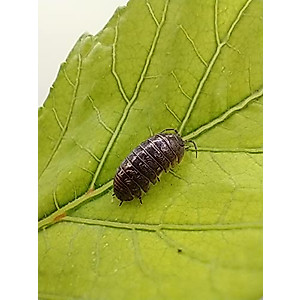 Universal Specialties Bulk Roly Polys Lot of 25 Rolie Polie Live Isopods Little Pet Animal Pill Bugs