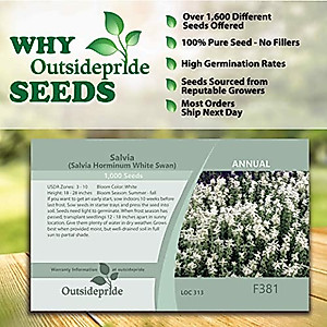 Outsidepride Salvia Horminum White Swan Clary Garden Cut Flowers Great for Dried Arrangements, Vases, Bouquets- 1000 Seeds