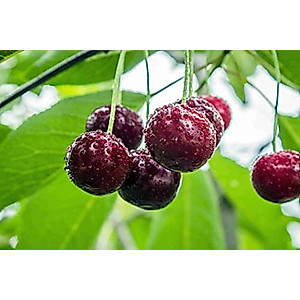 Zeoust Loife 30 Seeds Dwarf Cherry Tree Seeds Fresh Fruit Seeds for Planting Garden Seeds Heirloom (Dwarf Cherry Tree)