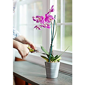 MIRGRO ORCHID FOOD SPIKE 10/PK6