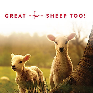 Manna Pro Goat Treats with Probiotics – Daily Goat Treats - Apple Flavor - Pack of 6 – 30 Pounds of Goat Treats