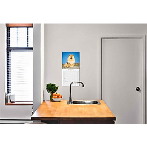 2023 2024 Chow Chow Calendar - Dog Breed Monthly Wall Calendar - 12 x 24 Open - Thick No-Bleed Paper - Giftable - Academic Teacher's Planner Calendar Organizing & Planning - Made in USA