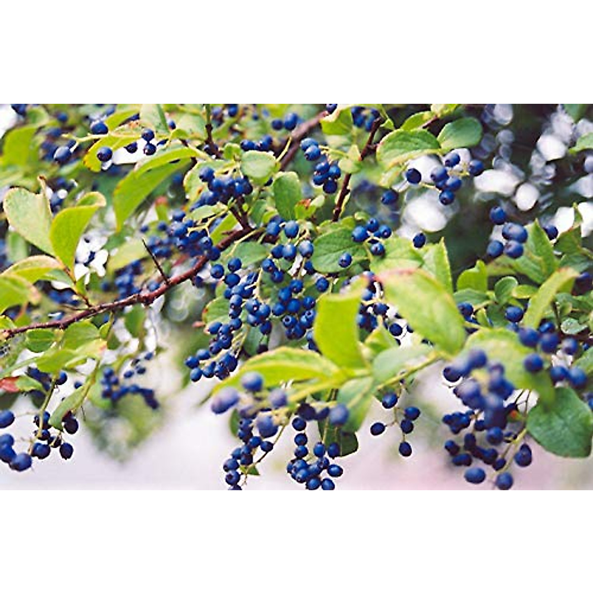 1112B-Sapphire Berry (Symplocos paniculata) Seeds by Robsrareandgiantseeds UPC0764425787099 Non-GMO,Organic,USA Grower, Bonsai, 1112-B Package of 25 Seeds