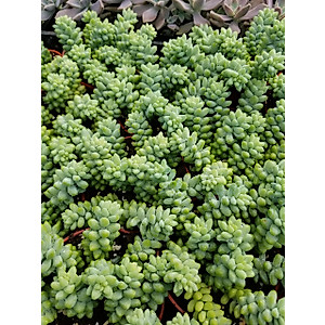 Sedum hybrid 'Burrito' 3.5"