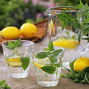 Lemon Balm Seeds - 1 Pound - Herb Seeds, Open Pollinated Seed Attracts Bees, Attracts Butterflies, Attracts Hummingbirds, Attracts Pollinators, Easy to Grow & Maintain, Fragrant, Container Garden
