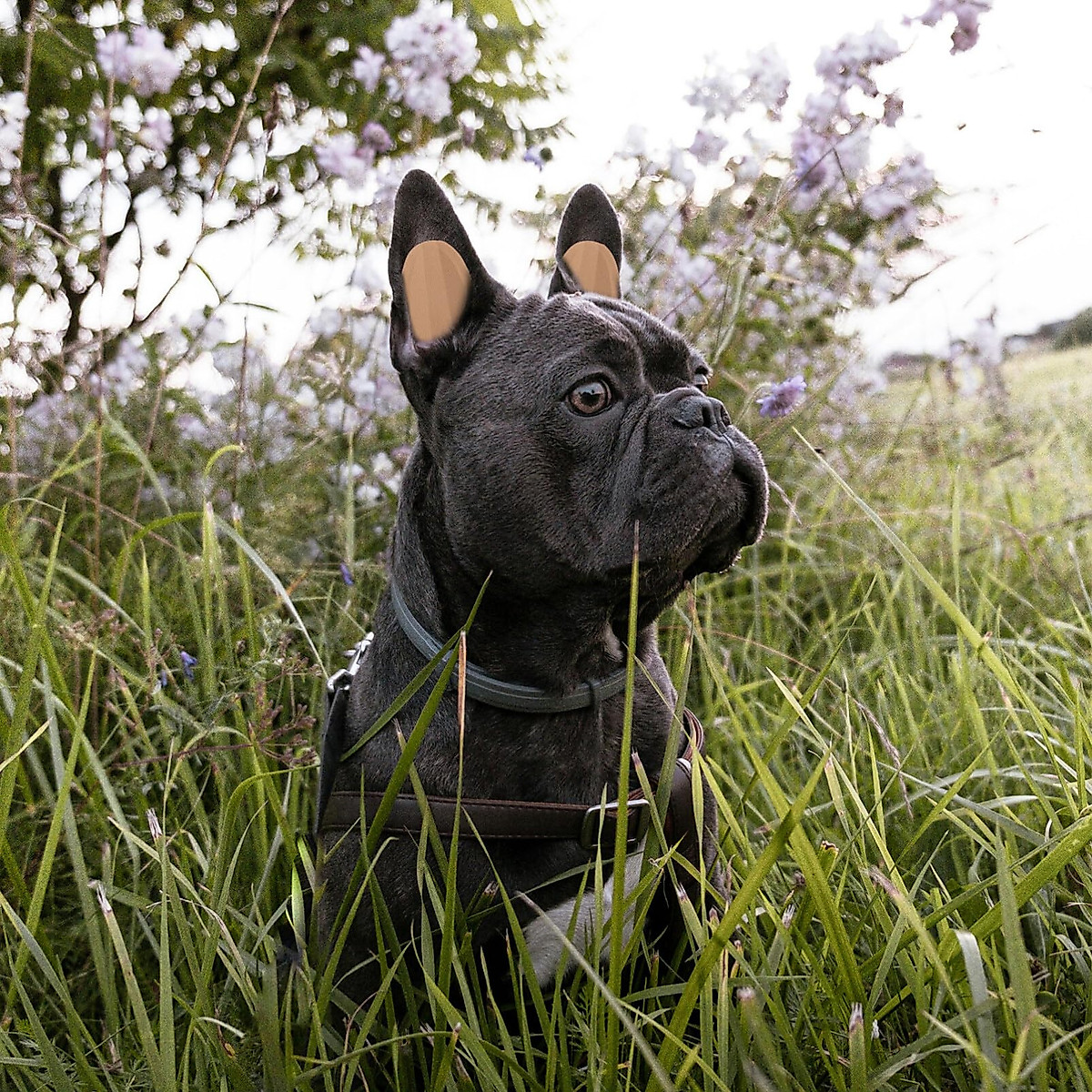 VANZACK Dog Ear Stand Sticker Up Support Tool Dog Ear Fixed Correction Vertical Holder Dog Ear Cover Ear Stand Up Doberman Ear Posting Kit 6x3cm