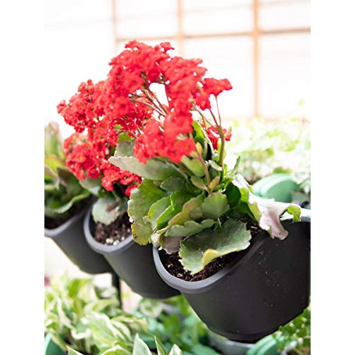 Watex Mobile Green Wall (Single Frame, Black), BPA Free Planters