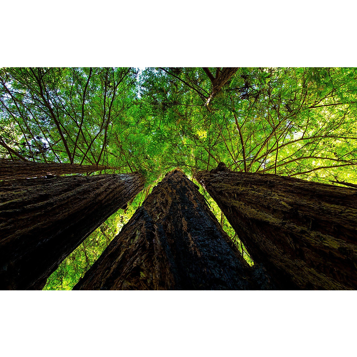 50 Giant Sequoia Seeds, Giant Redwood, Wellingtonia Seeds - 50 Seeds (Sequoiadendron giganteum) - Pack of 50 Rare and Viable Seeds - QO Seeds