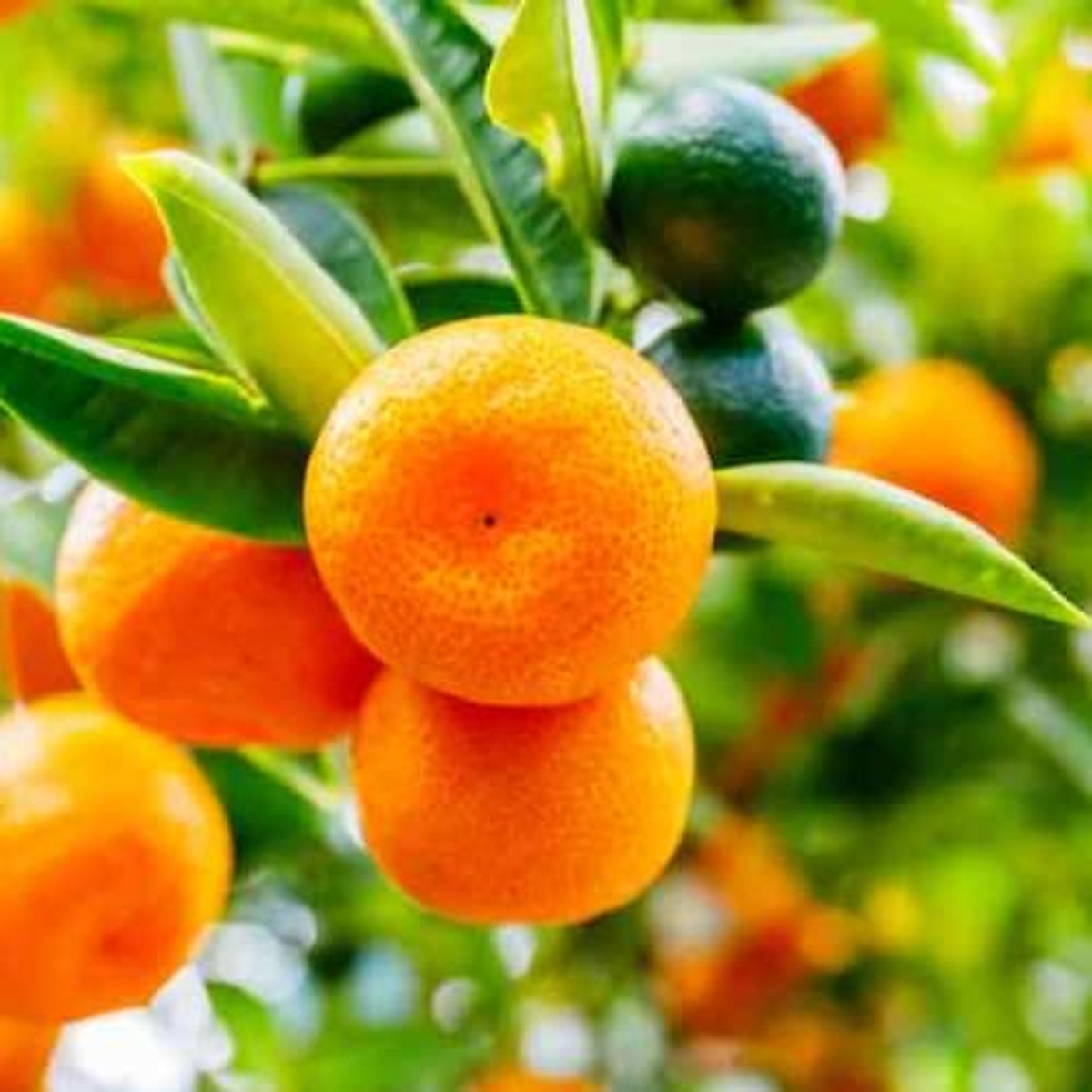 Calamansi Plant Live Kalamansi Calamondin Fruit Tree 2 Inch to 3 Inch Seedling Planting Ornaments Perennial Garden Simple to Grow Pots